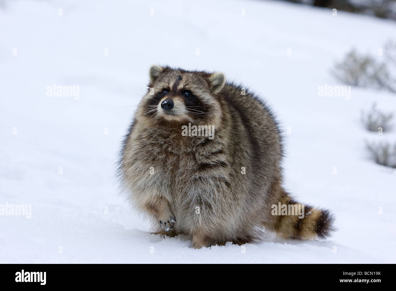 Raccoon in snow Stock Photo - Alamy