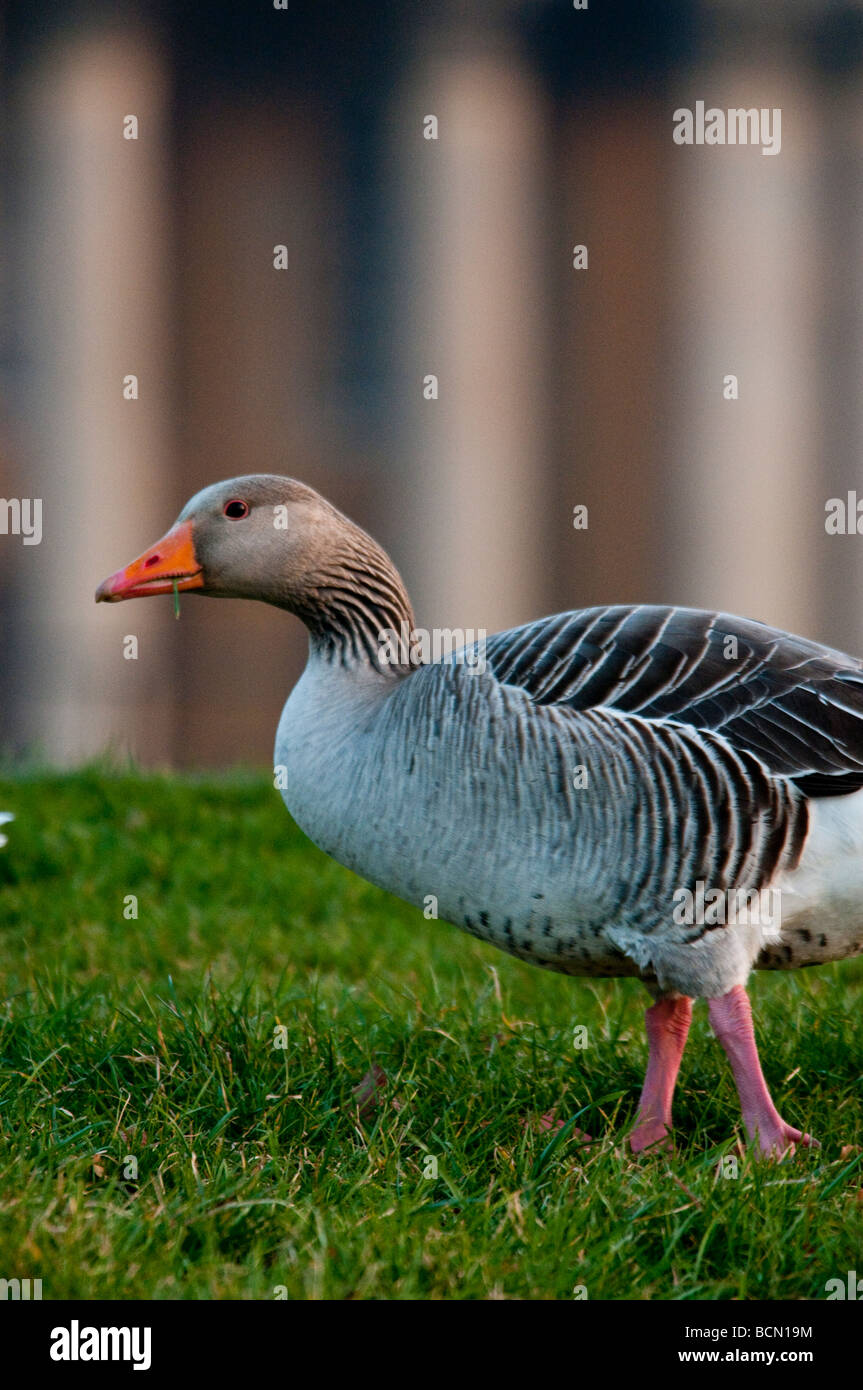 Pilgrim goose hi-res stock photography and images - Alamy