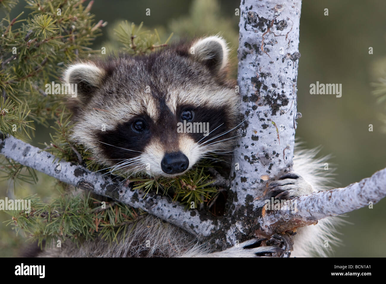 Raccoon in tree Stock Photo - Alamy