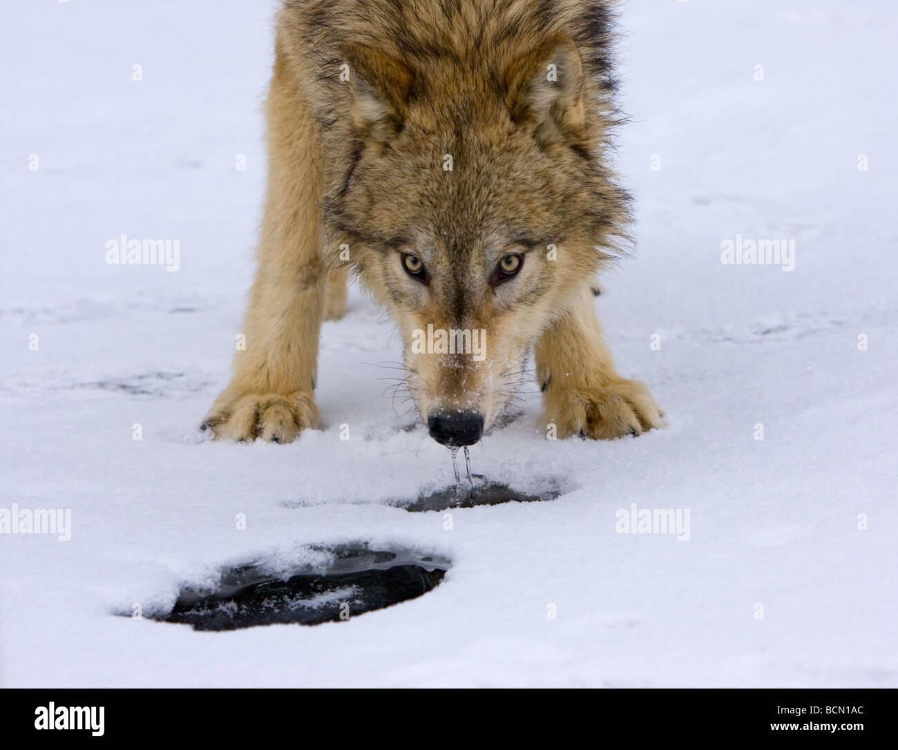 Wolf drinking from river hi-res stock photography and images - Alamy