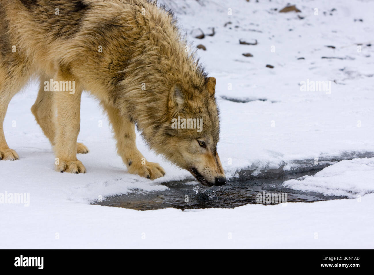 Wolf drinking from river hi-res stock photography and images - Alamy