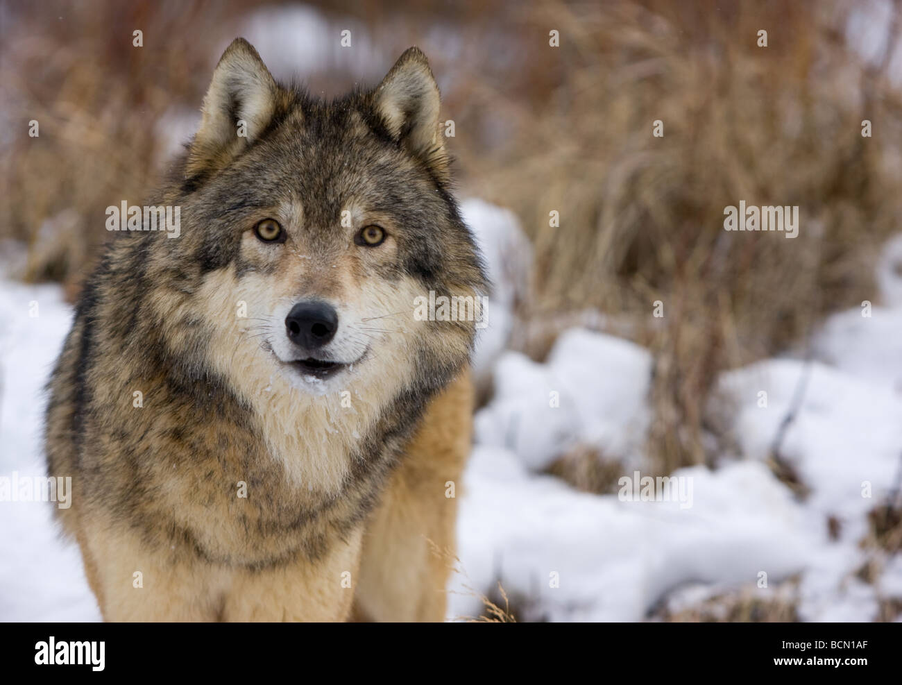 American wolf hi-res stock photography and images - Alamy