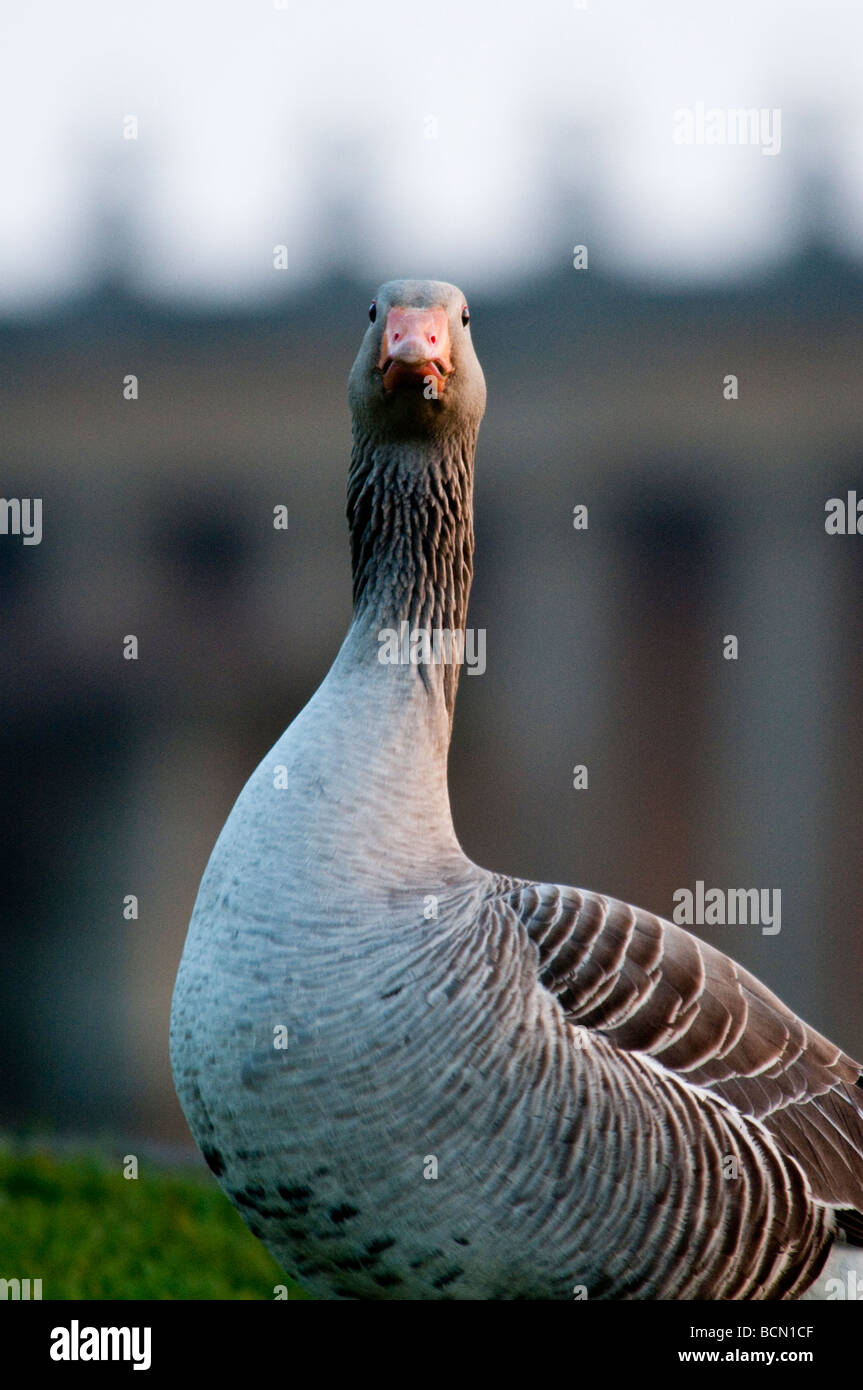 A Pilgrim Goose in the grounds of Blenheim Palace Stock Photo - Alamy