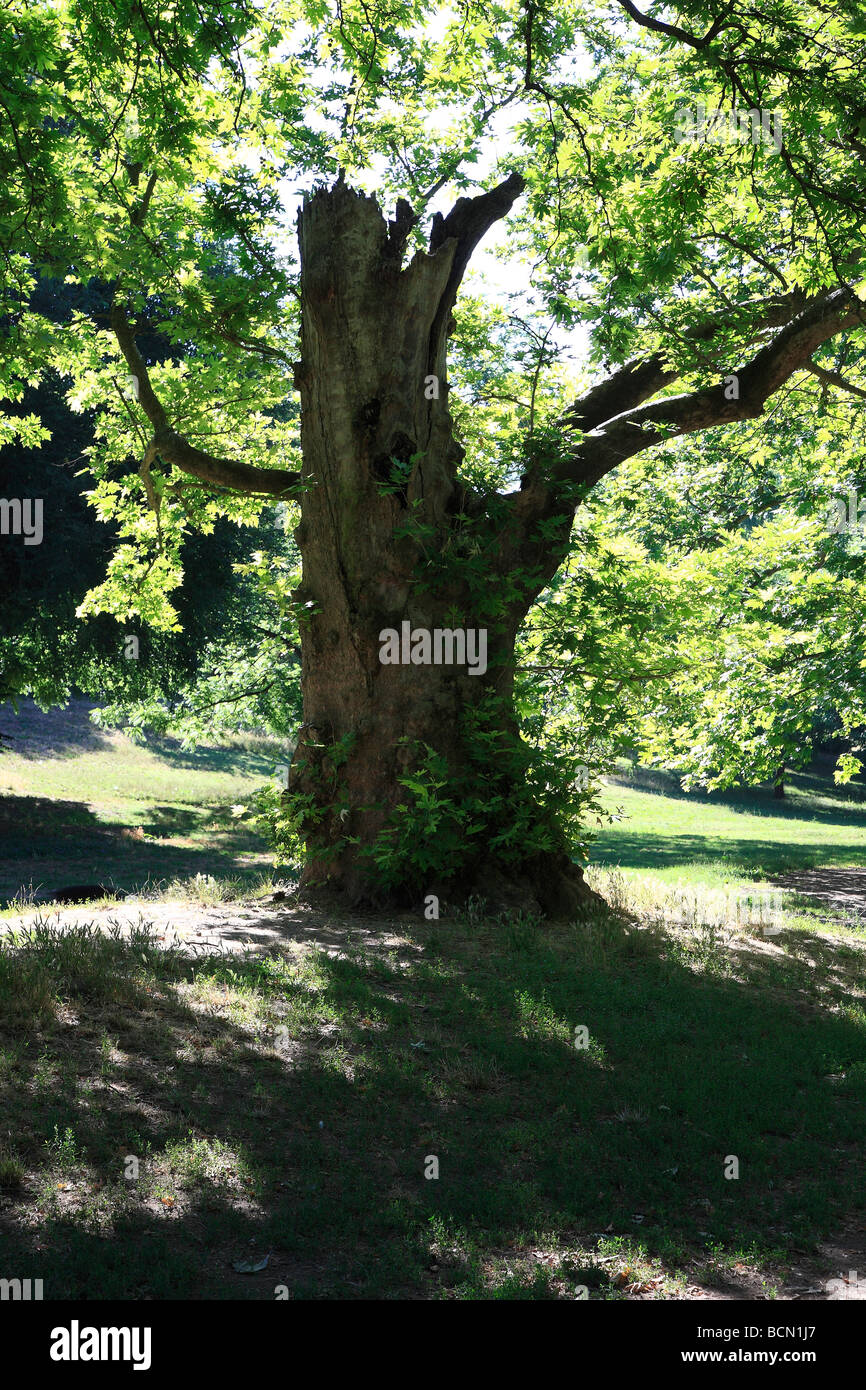 Truncated tree hi-res stock photography and images - Alamy
