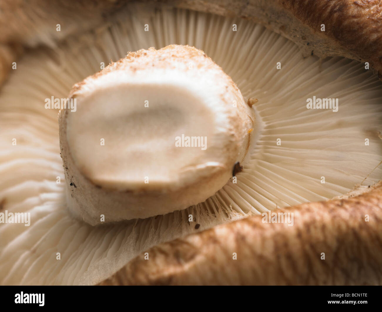 close up on mushroom Stock Photo - Alamy