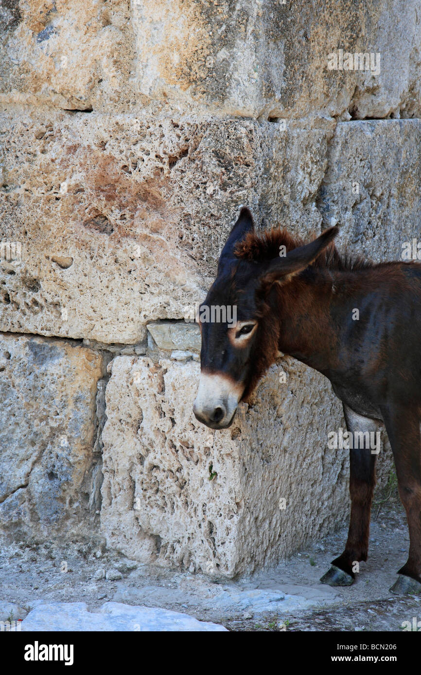 Donkey at Kaunos Dalyan Turkey Stock Photo - Alamy