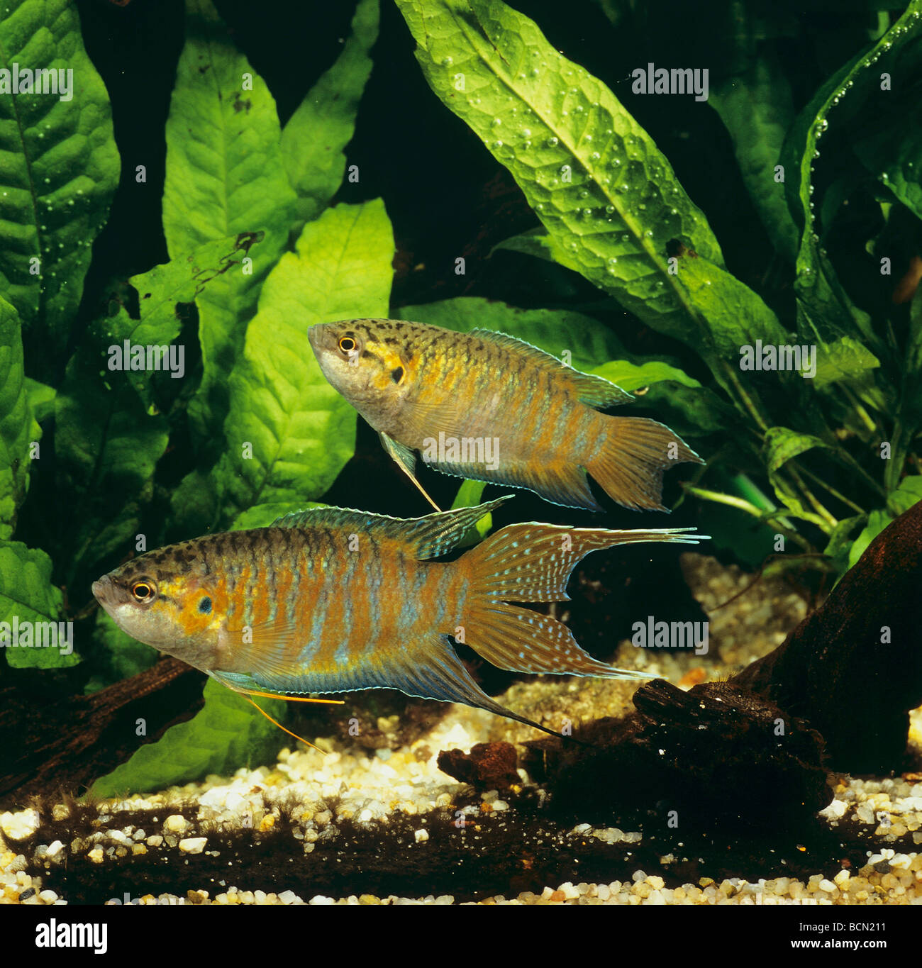 Paradise Fish (Macropodus opercularis). Pair in an aquarium Stock Photo ...