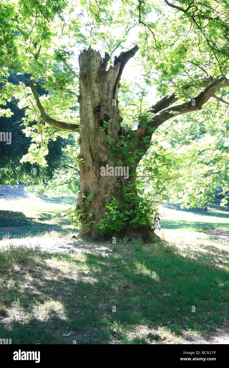 Truncated tree hi-res stock photography and images - Alamy