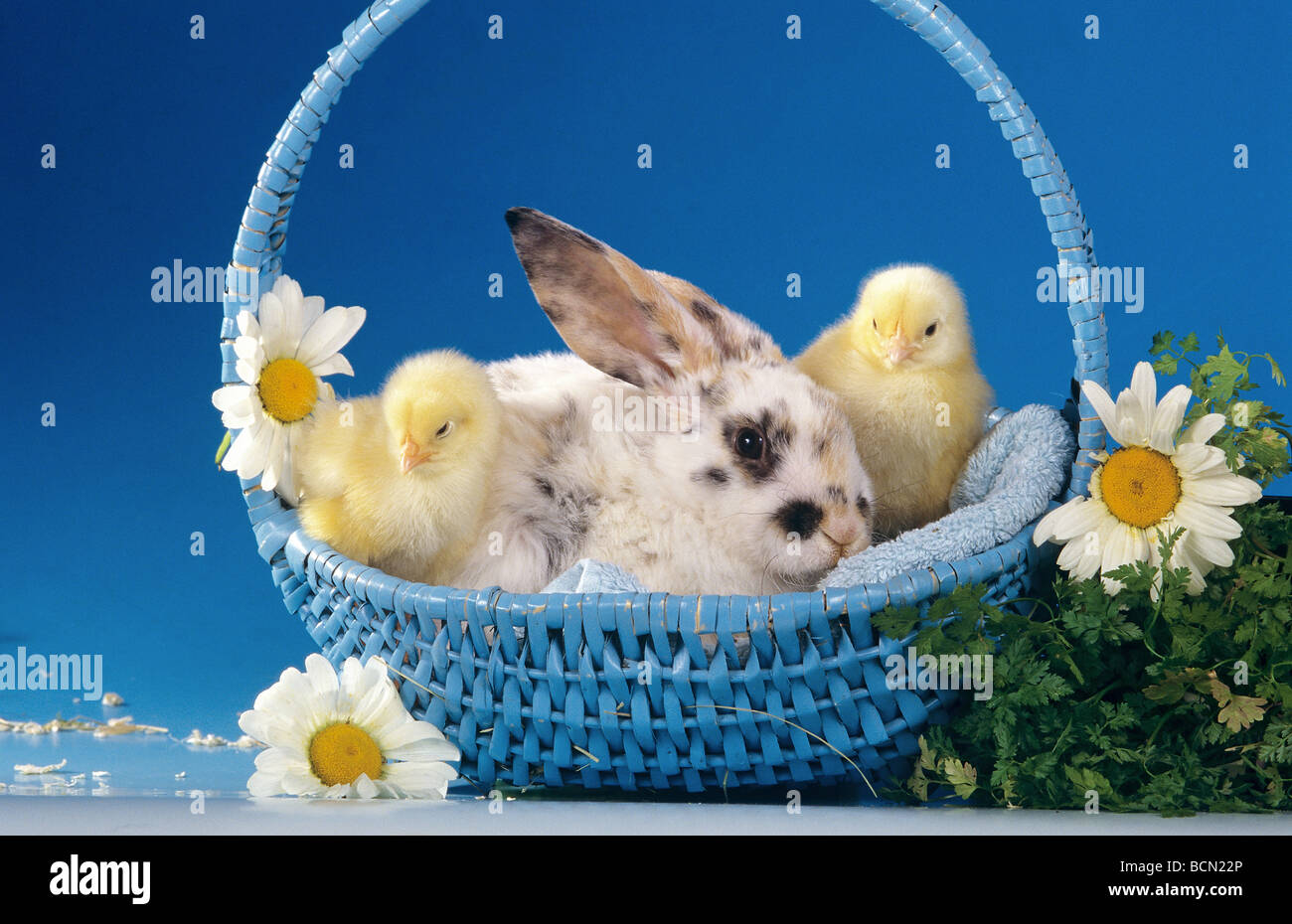 Chicks and rabbits hi-res stock photography and images - Alamy