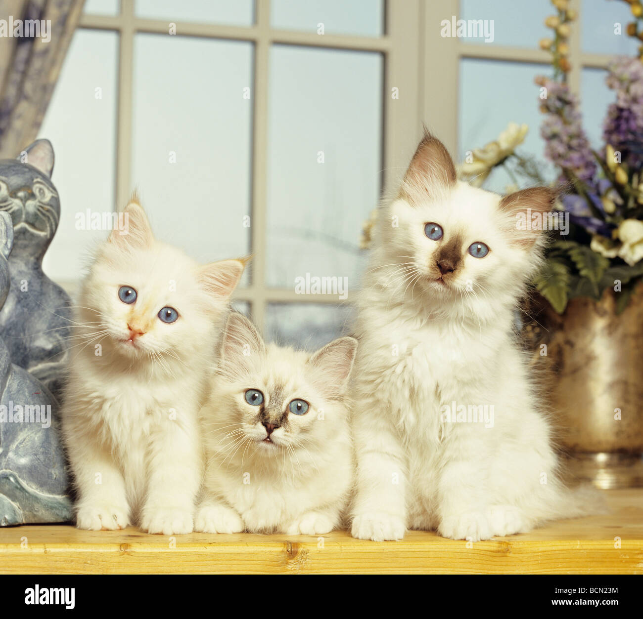 Three Sacred cats of burma kitten on window sill Stock Photo - Alamy