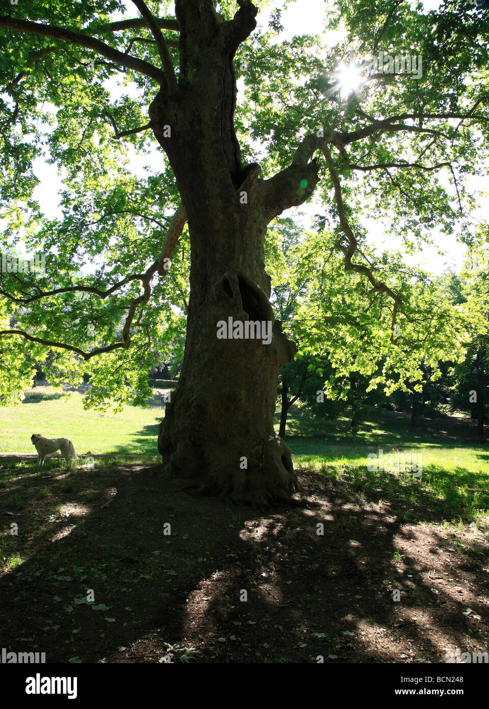 Truncated tree hi-res stock photography and images - Alamy