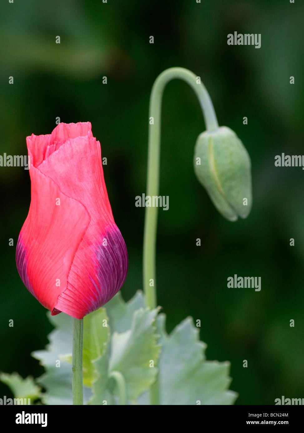 Unopened poppy hi-res stock photography and images - Alamy