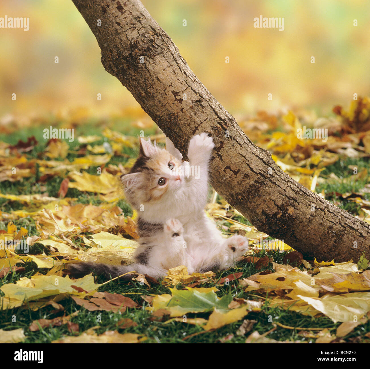 Domestic cat kitten playing in autumn foliage at tree Stock Photo - Alamy