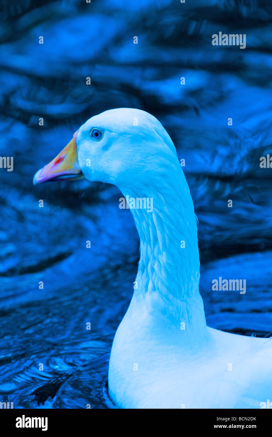 Close up of Blue toned goose against water Stock Photo - Alamy