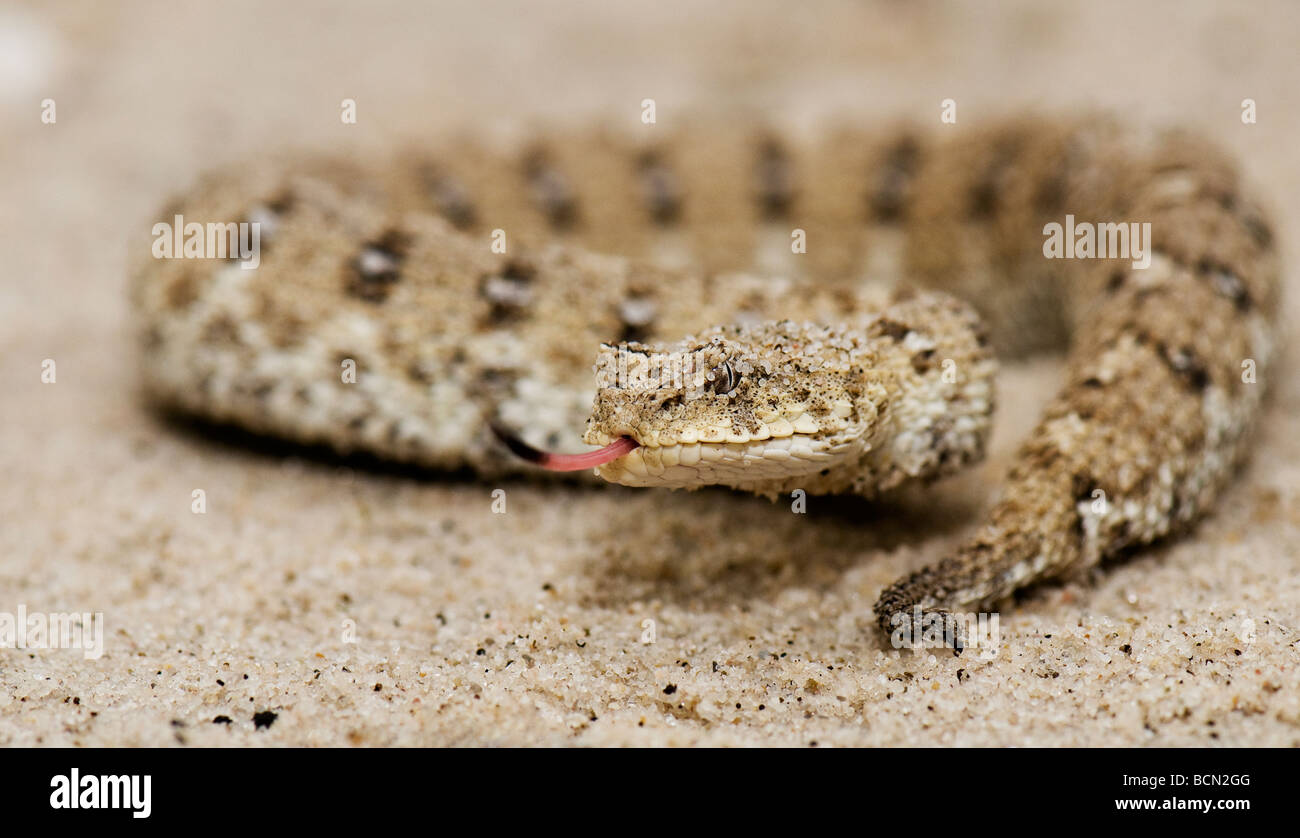 Endemic Burrowing adder portrait, Namaqualand dunes Stock Photo - Alamy
