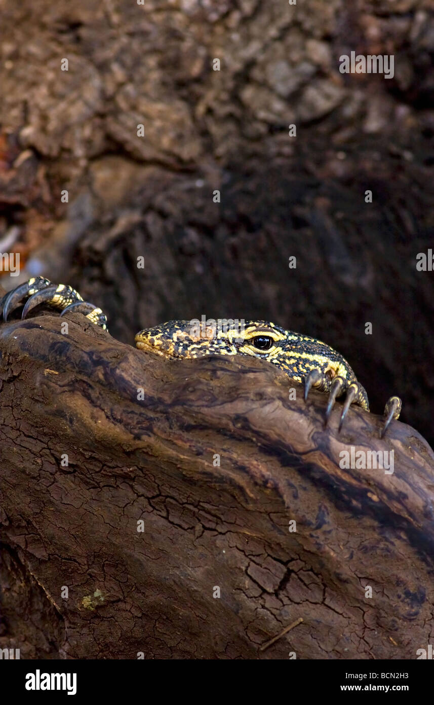 A water monitor (Varanus niloticus) peers out of a hollow tree, claws ...