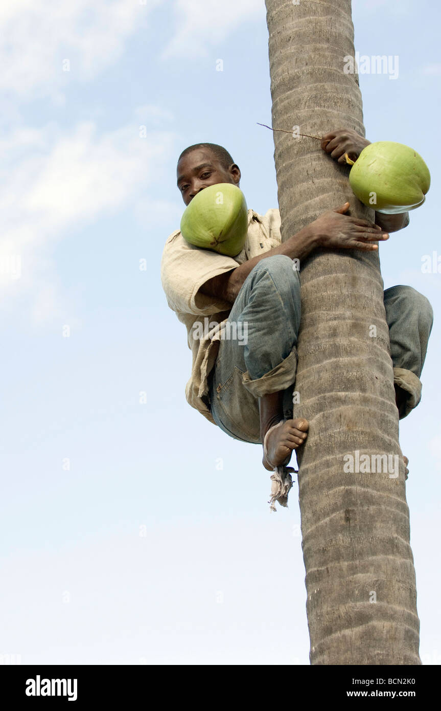 Man carrying coconuts hi-res stock photography and images - Alamy