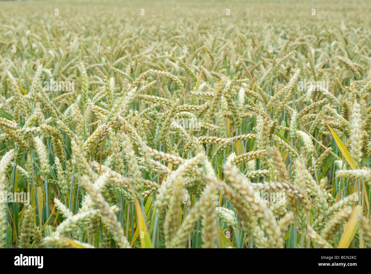 Barley image hi-res stock photography and images - Alamy
