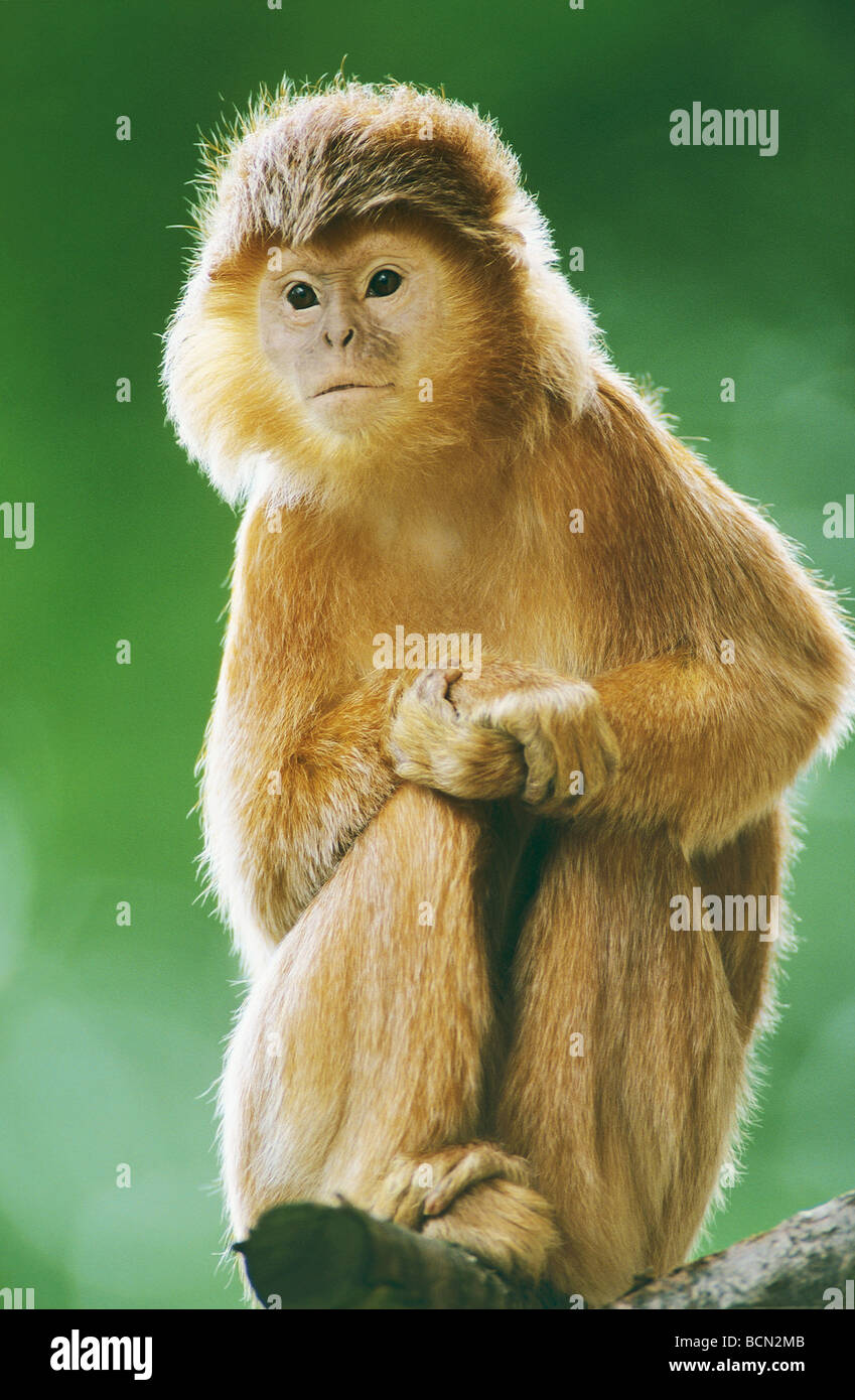 Trachypithecus cristata hi-res stock photography and images - Alamy