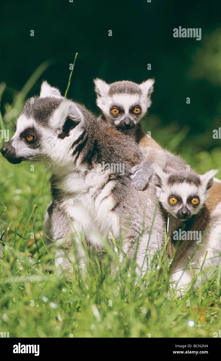 Ring-tailed lemur with two cubs on meadow / Lemur catta Stock Photo - Alamy