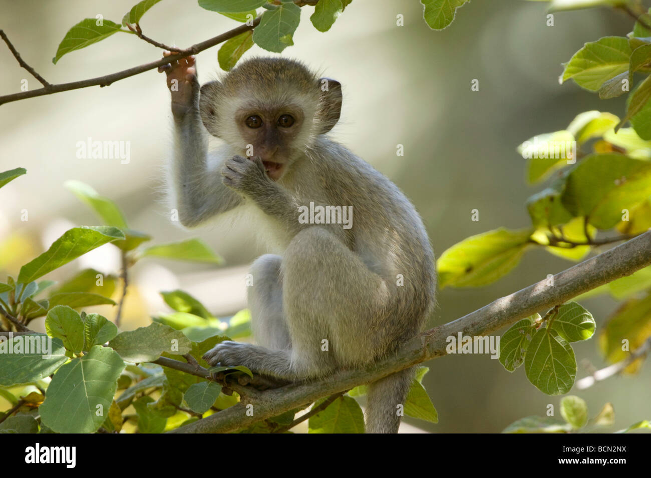 Zimbabwe monkey hi-res stock photography and images - Alamy