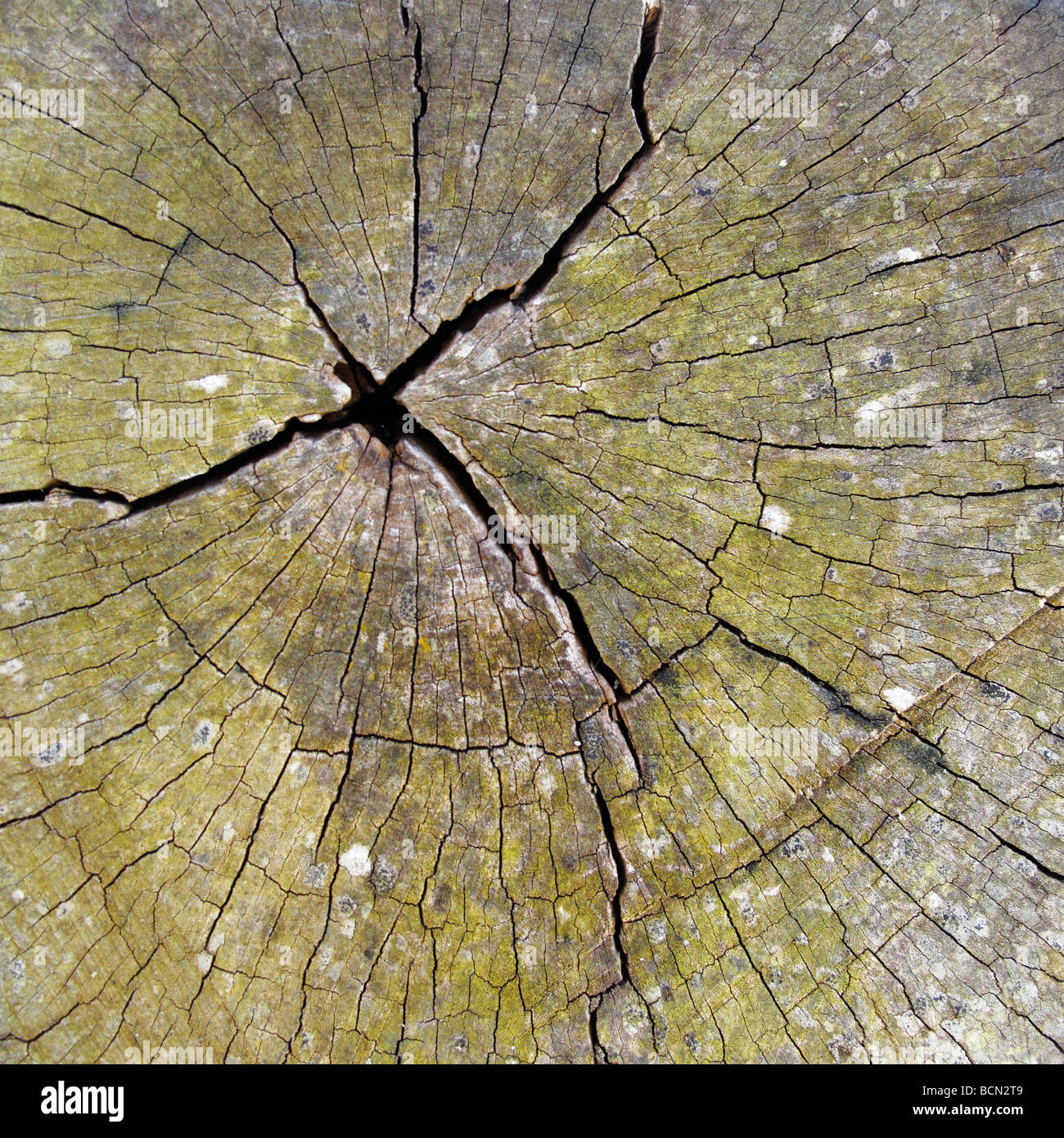 End grain wood hi-res stock photography and images - Alamy
