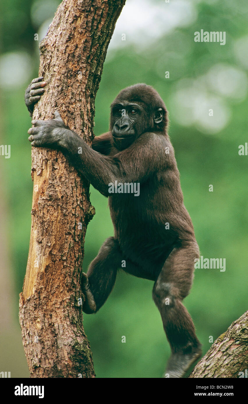 Western Lowland Gorilla - climbing on tree / Gorilla gorilla gorilla ...
