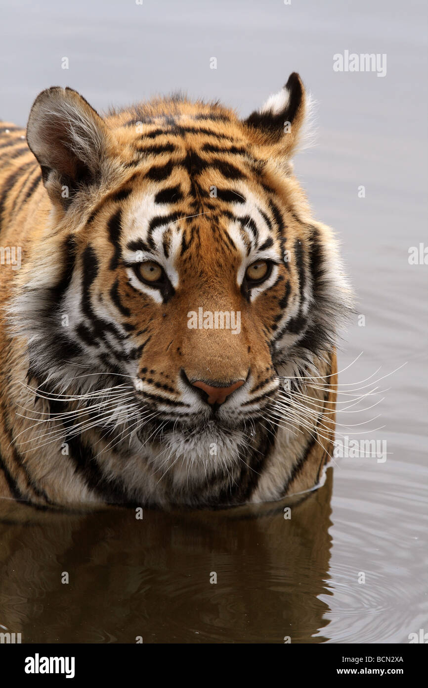 Tiger In Water Stock Photos & Tiger In Water Stock Images - Alamy