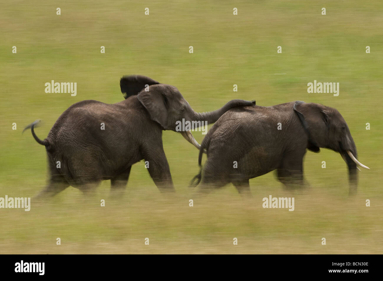 Elephant mating hi-res stock photography and images - Alamy