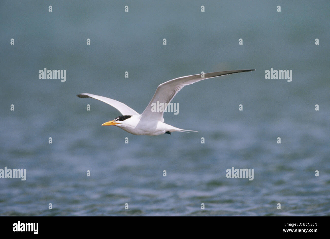 Royal Tern - flying / sterna maxima Stock Photo - Alamy