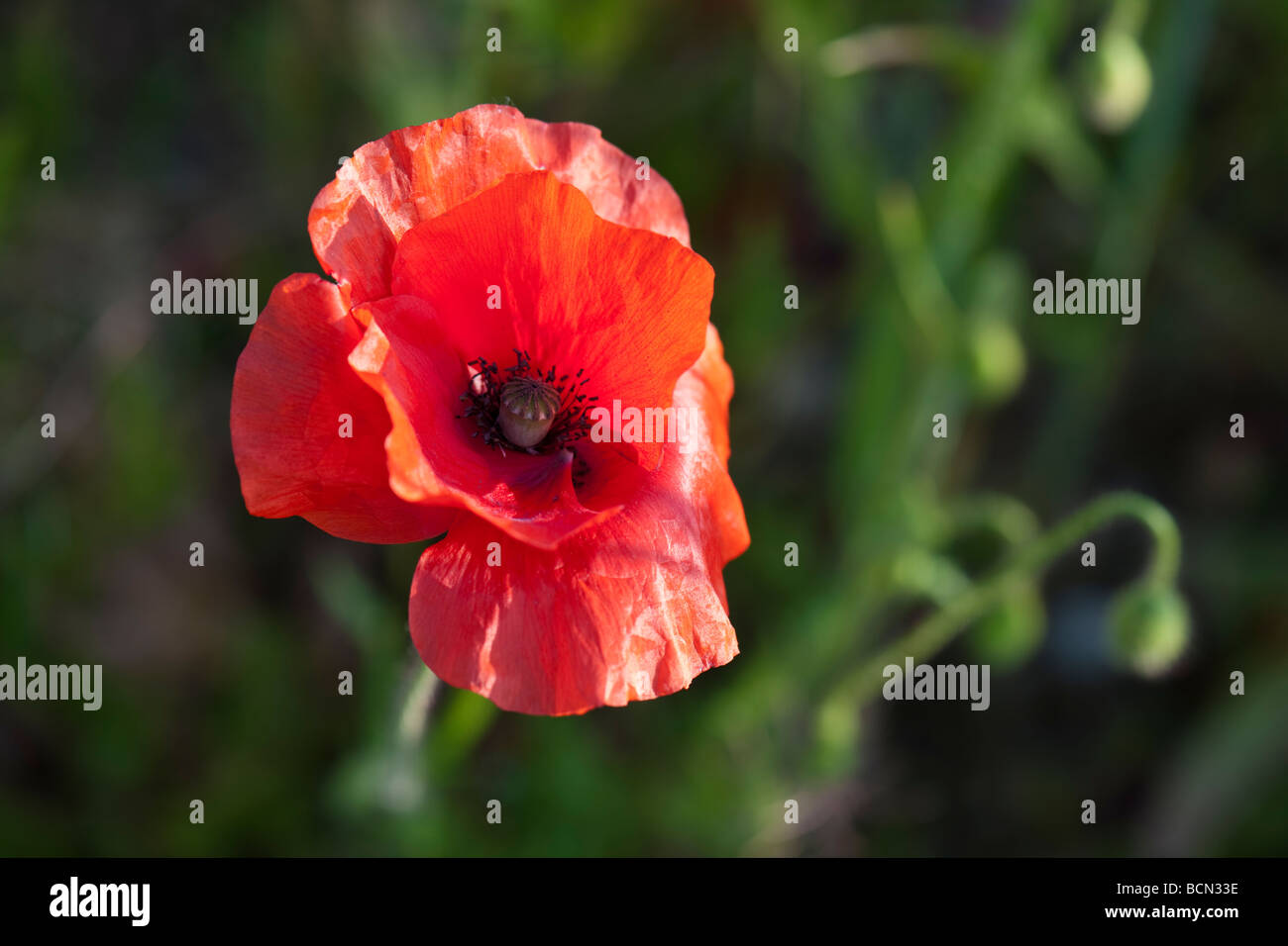 Red corn poppy in an English field Stock Photo - Alamy