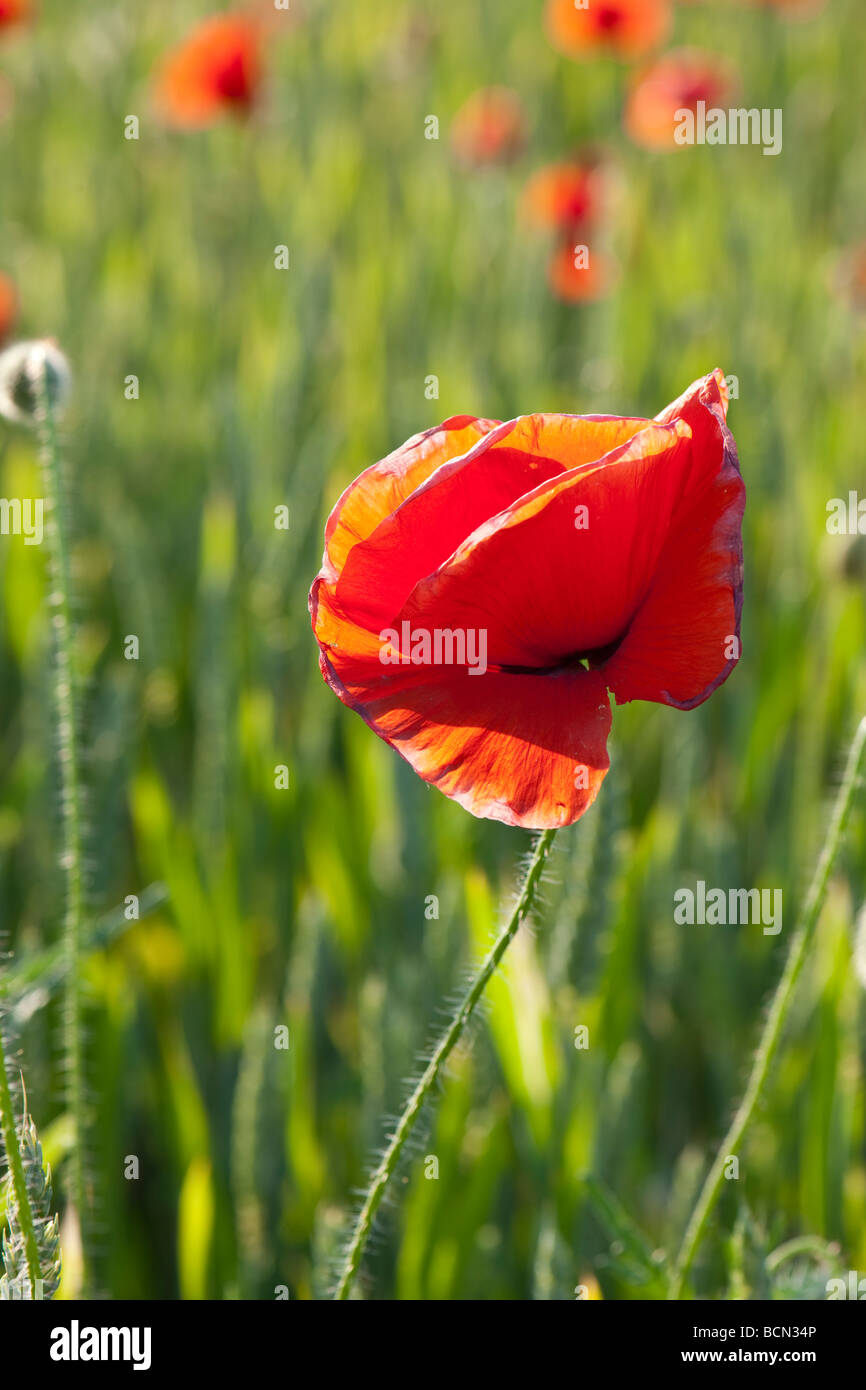 Red corn poppy in hi-res stock photography and images - Alamy