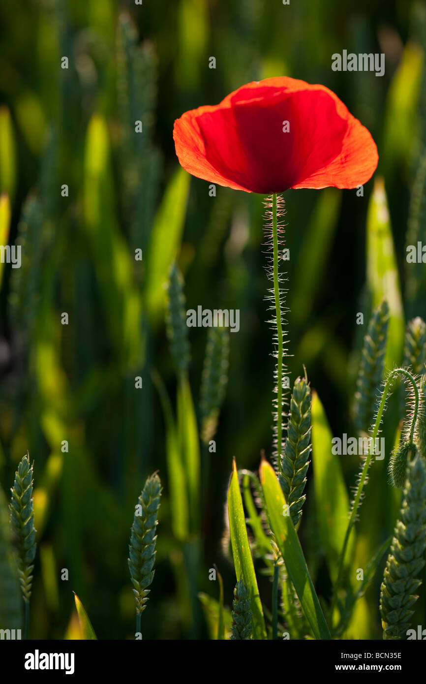 Red corn poppy in an English field Stock Photo - Alamy