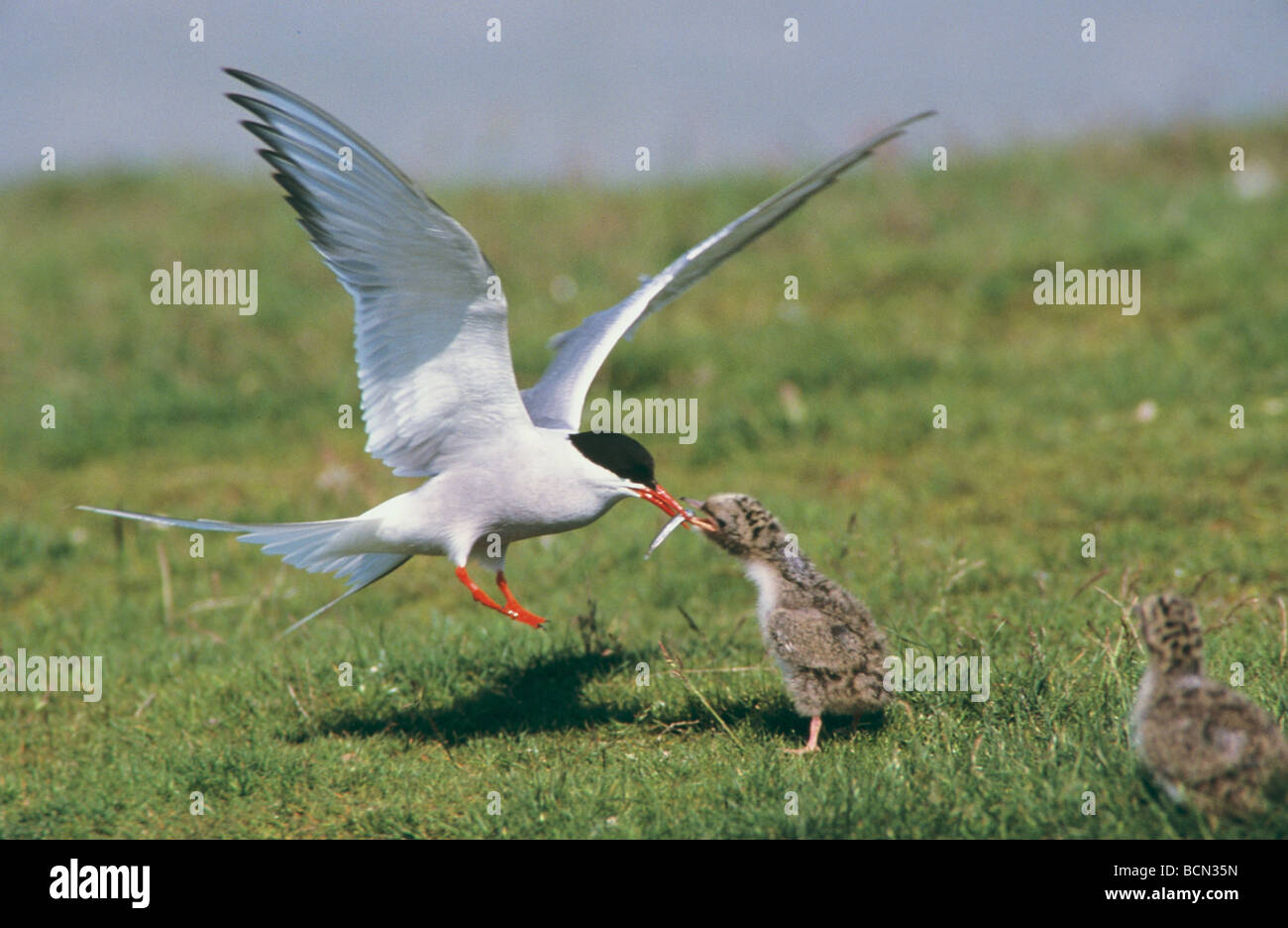 Common tern - feeding fledgling / Sterna hirundo Stock Photo - Alamy