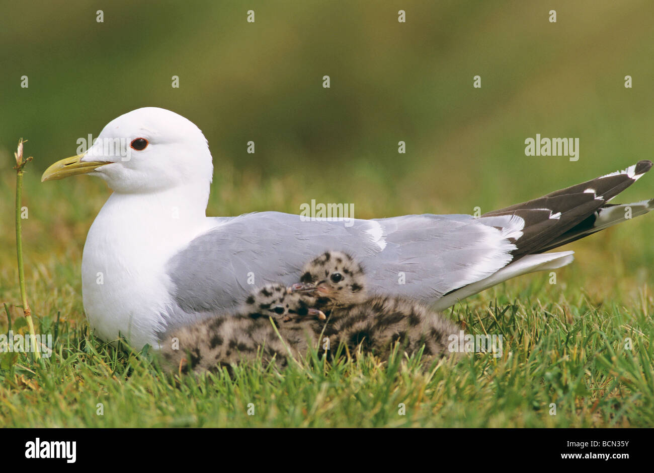 Common gull with two fledglings on meadow / Larus canus Stock Photo - Alamy