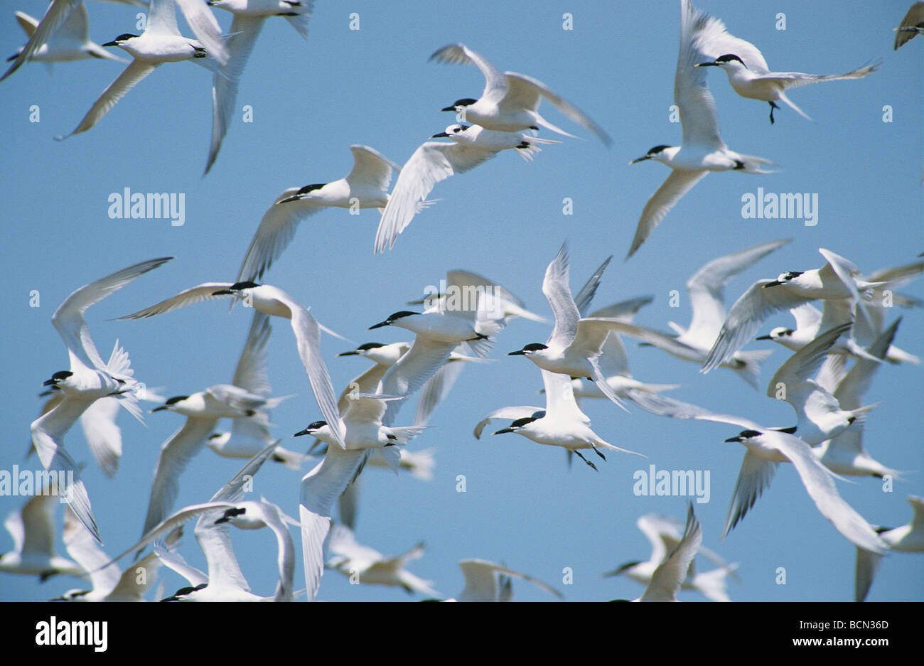 Sandwich Terns - flock flying / Sterna sandvicensis Stock Photo - Alamy