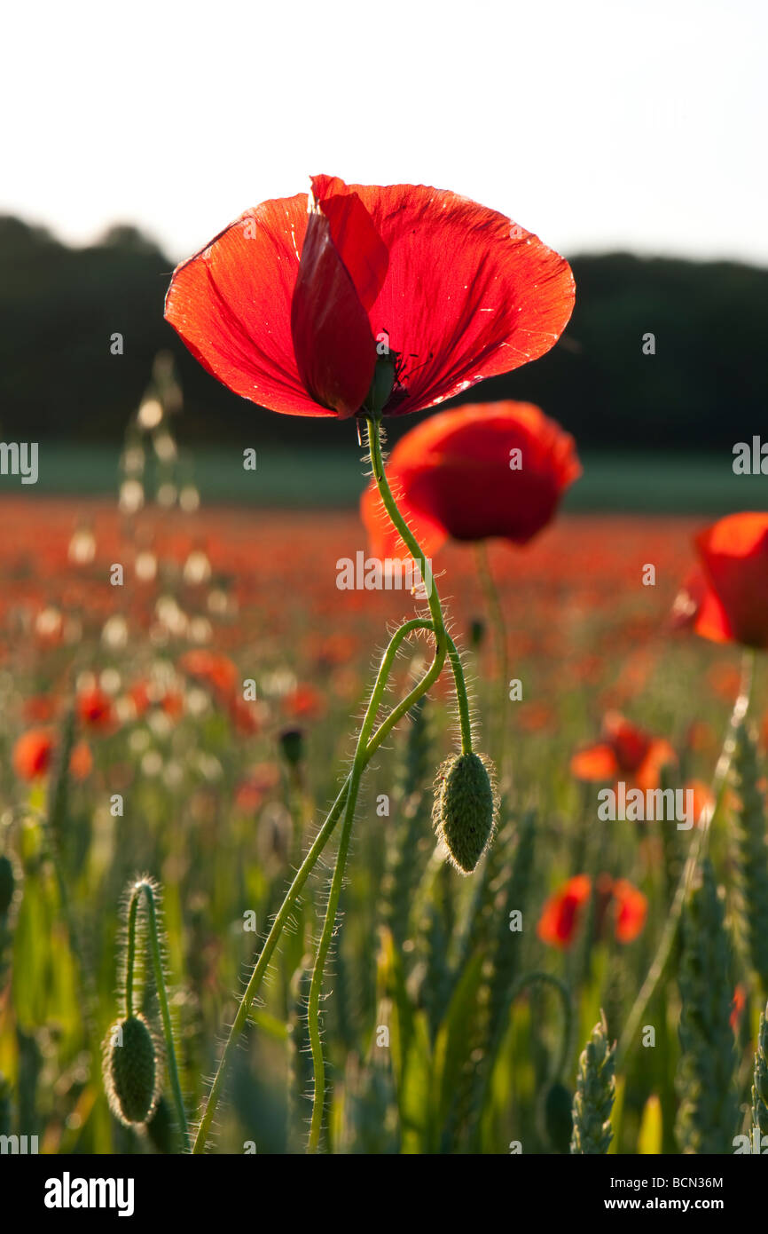 Red corn poppy in an English field Stock Photo - Alamy