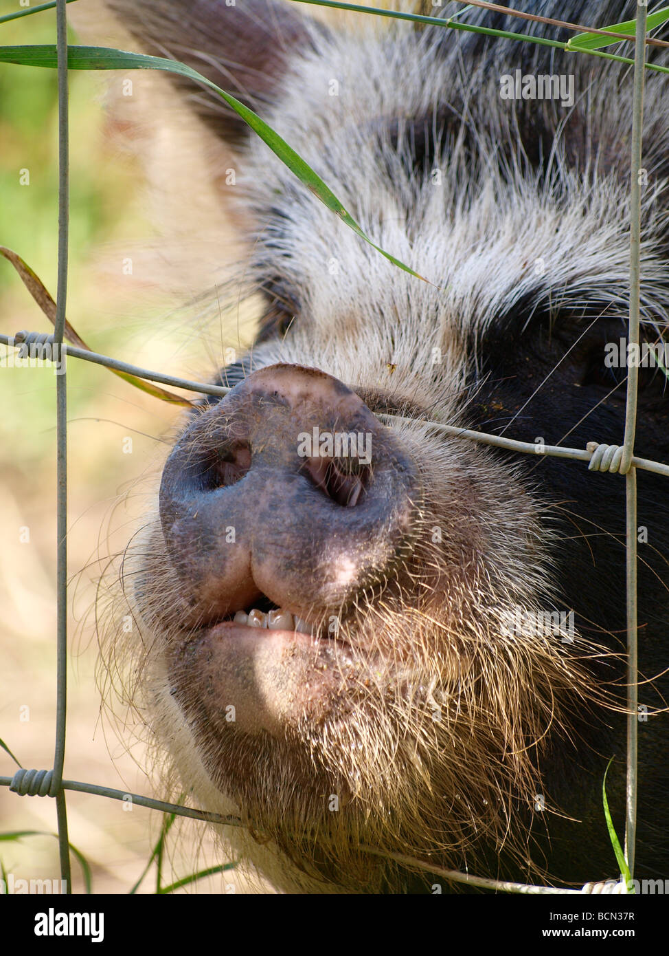 Pig sticking its snout through a fence Stock Photo - Alamy