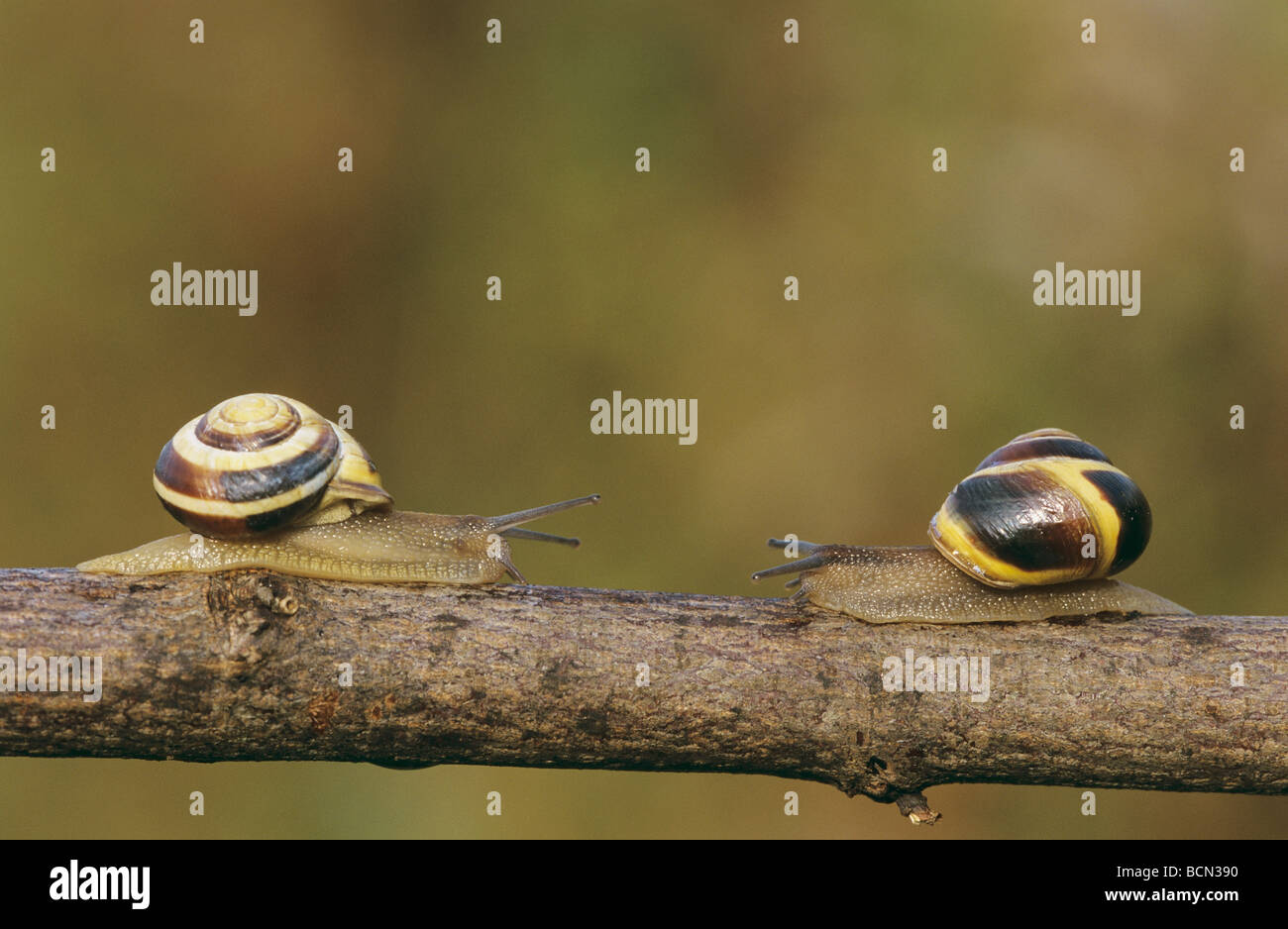 Two brown-lipped snails on branch / Cepaea nemoralis Stock Photo - Alamy