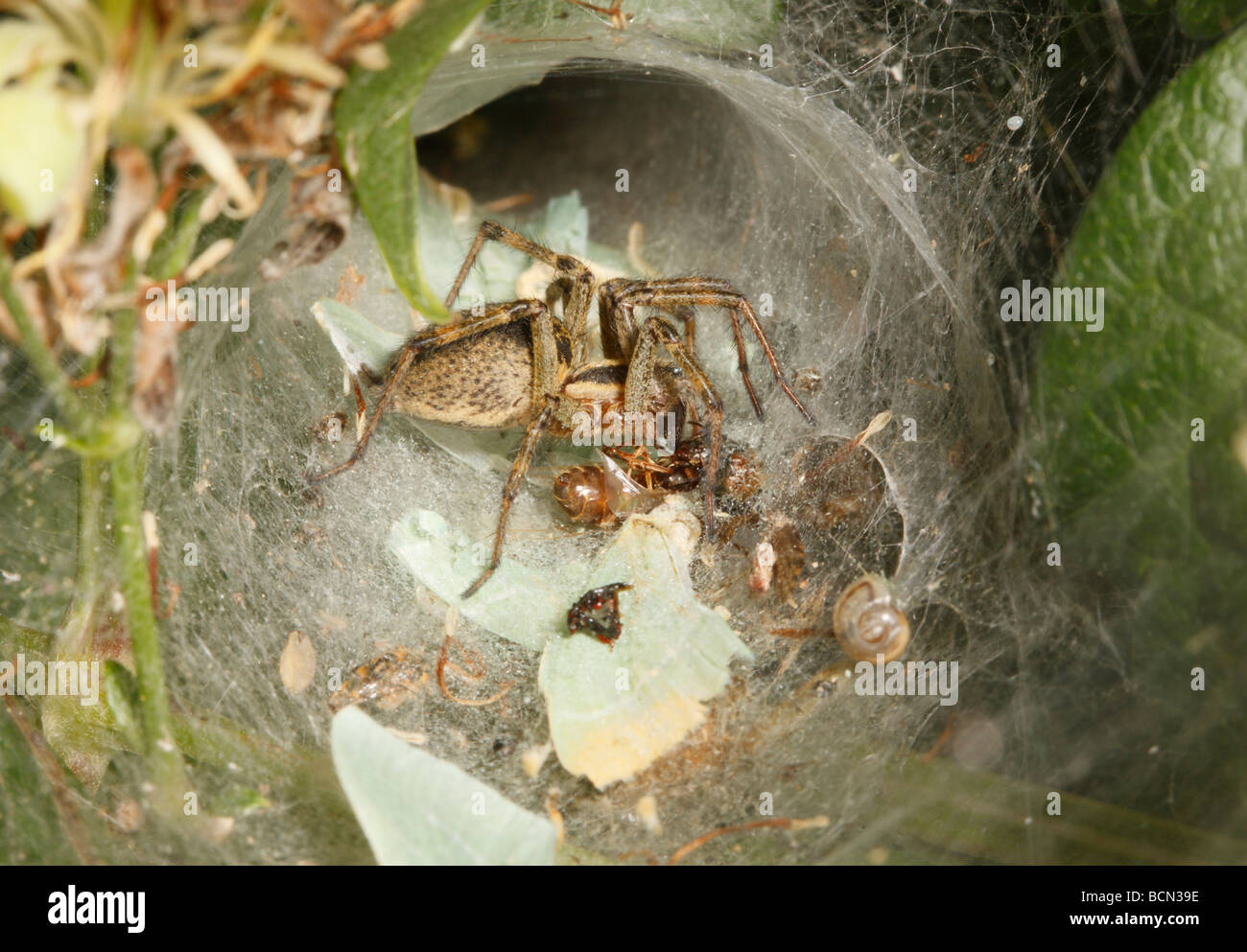 Flying Spider With Wings