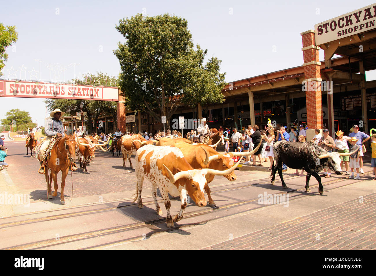 Cattle drive with cowboys at Stockyards in Fort Worth, Texas, USA Stock ...