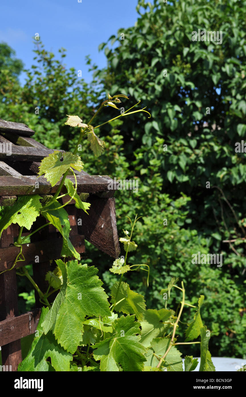 grapevine climber fruit trellis aggresive plant wine tendrils grow ...