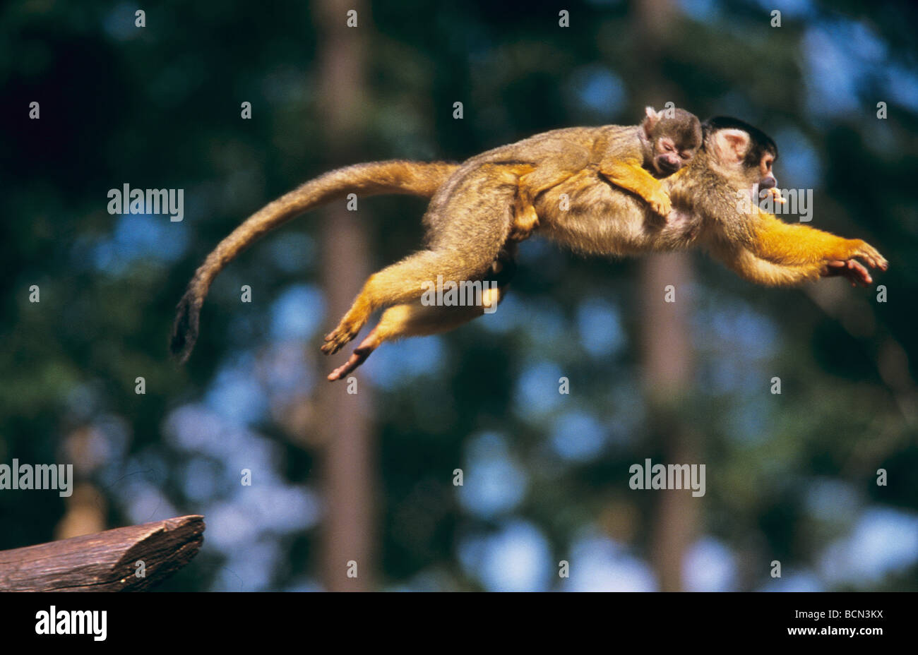 Common Squirrel Monkey (Saimiri sciureus). Mother with young on her ...