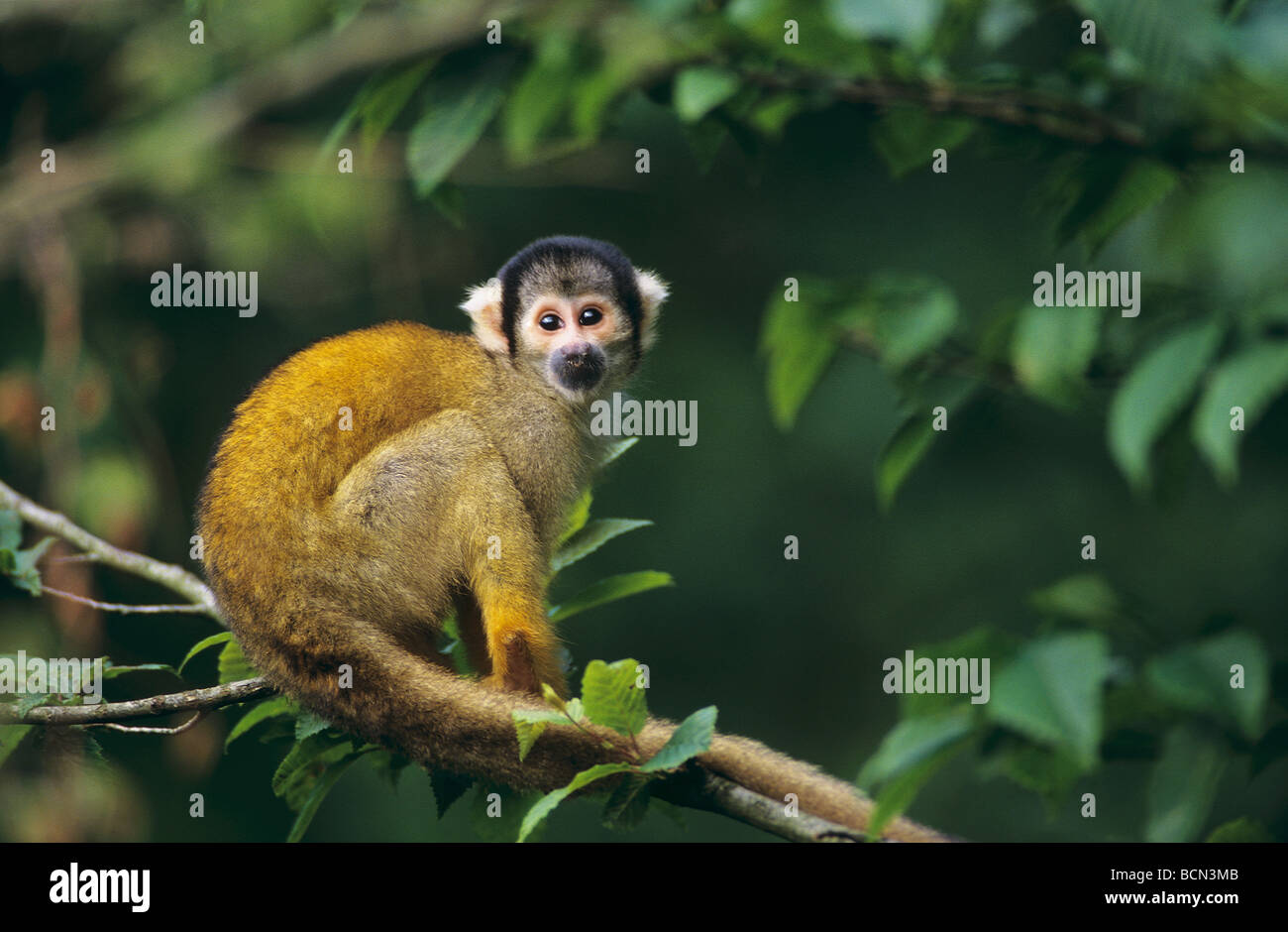 Common Squirrel monkey - sitting on tree / Saimiri sciureus Stock Photo ...