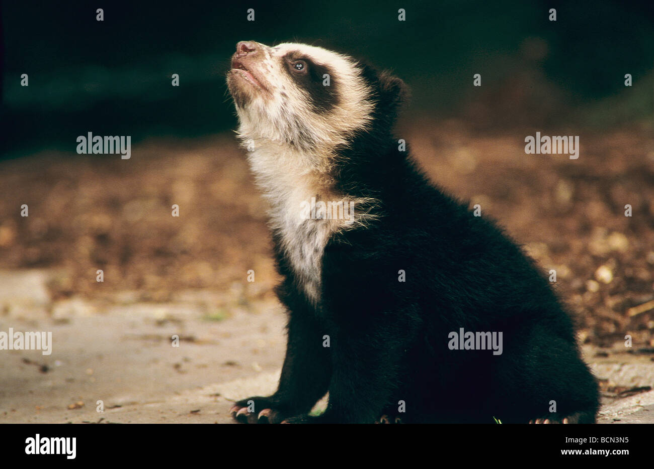 Spectacled Bear (Tremarctos ornatus). Young sitting, looking up Stock ...