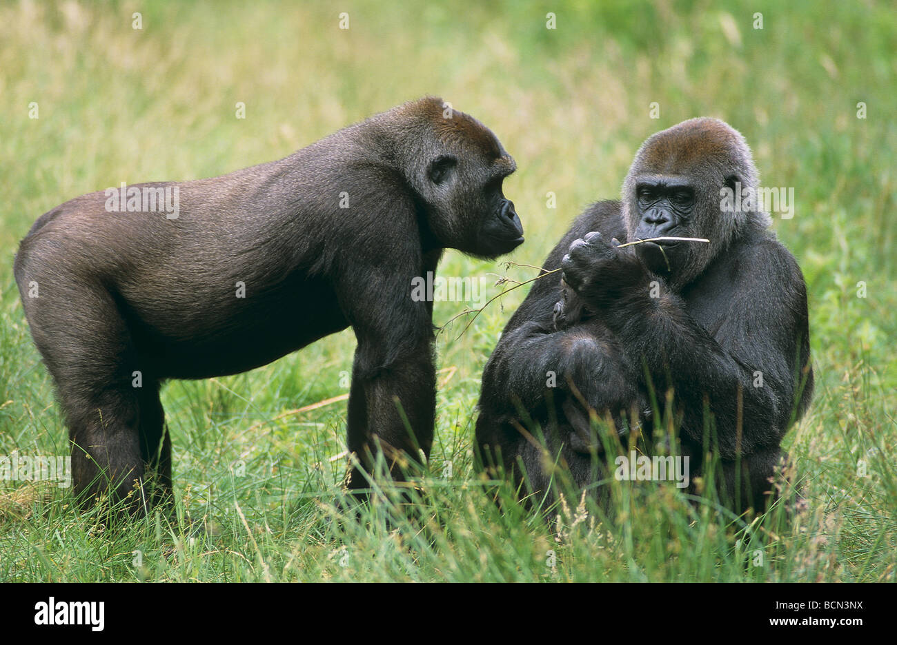 two Western lowland gorillas on meadow / Gorilla gorilla gorilla Stock ...