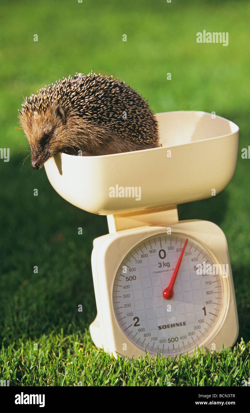 hedgehog on scale Stock Photo - Alamy