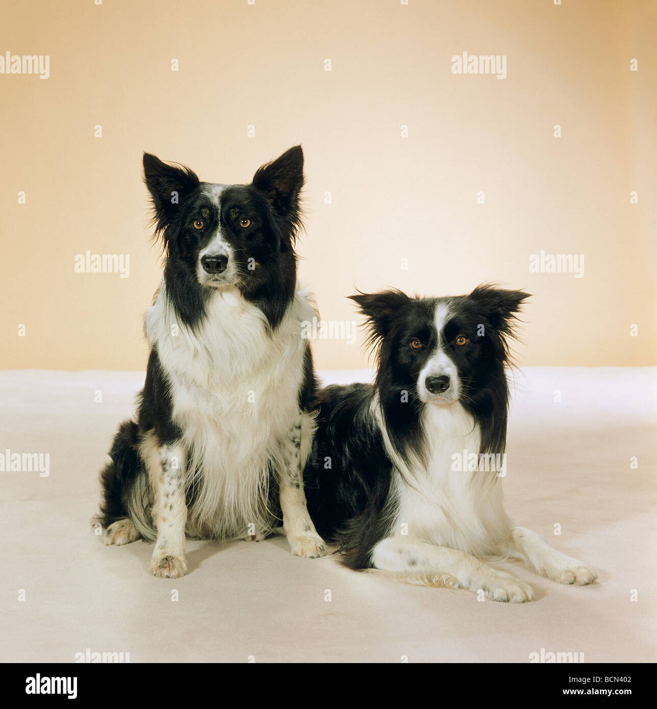 two Border Collie dogs - cut out Stock Photo - Alamy
