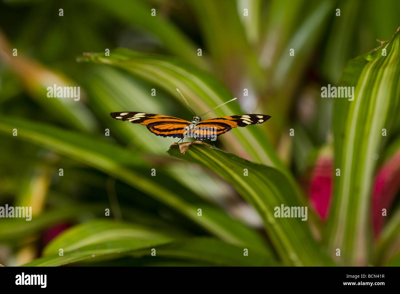Brushy fields range hi-res stock photography and images - Alamy