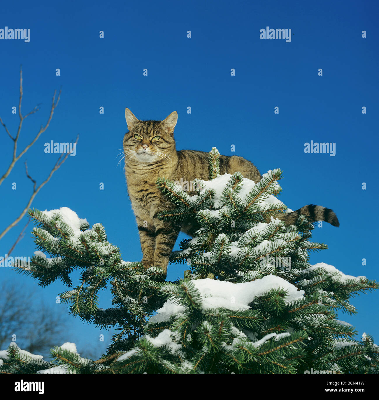 tabby domestic cat - standing on fir tree Stock Photo - Alamy